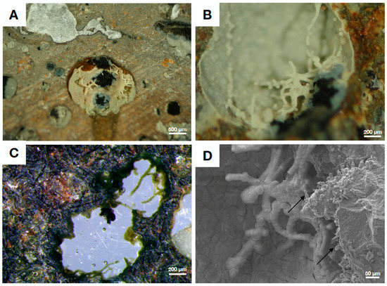 Geosciences | Free Full-Text | Instant Attraction: Clay Authigenesis in ...