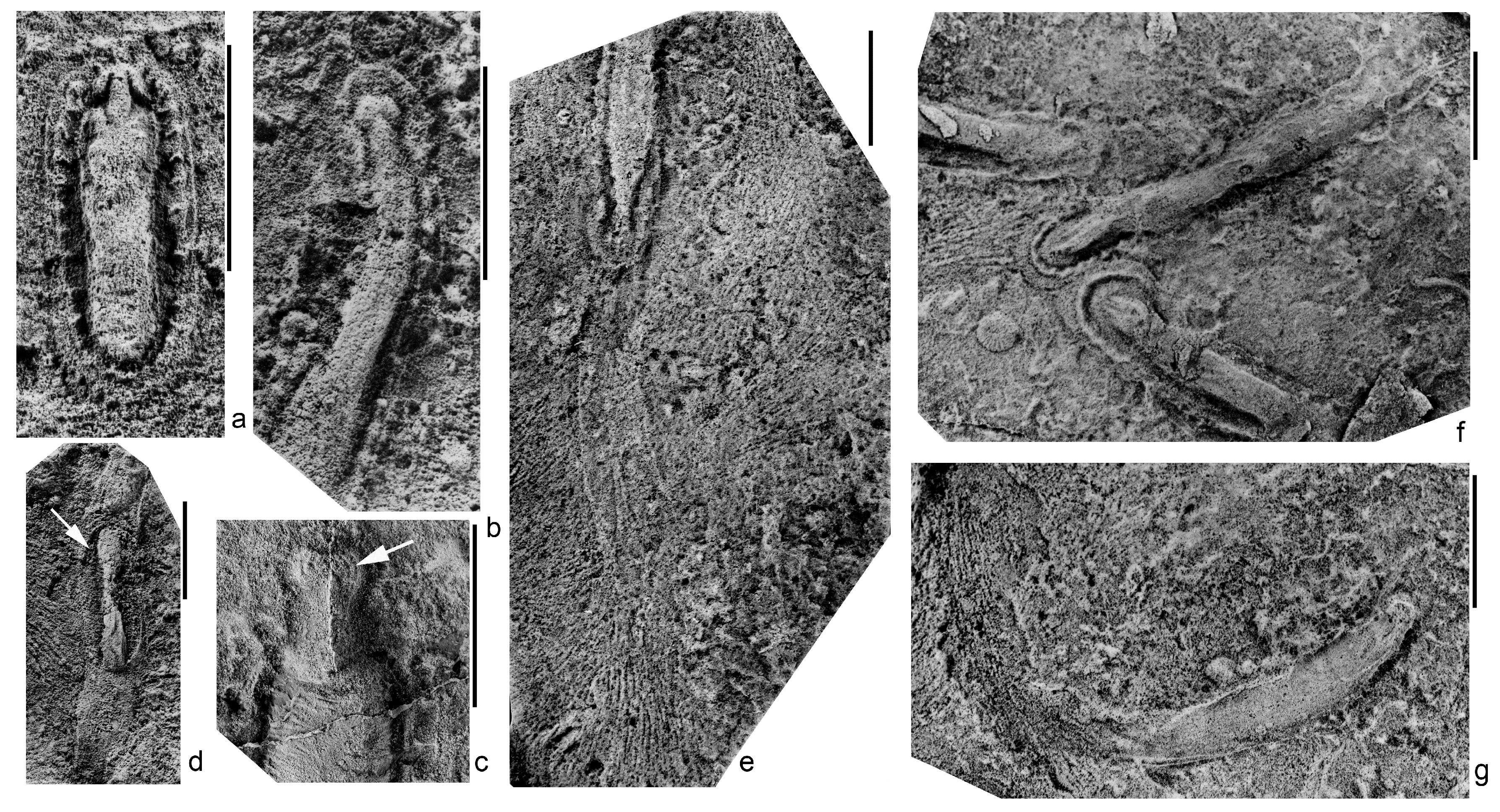 Traces of Locomotion of Ediacaran Macroorganisms