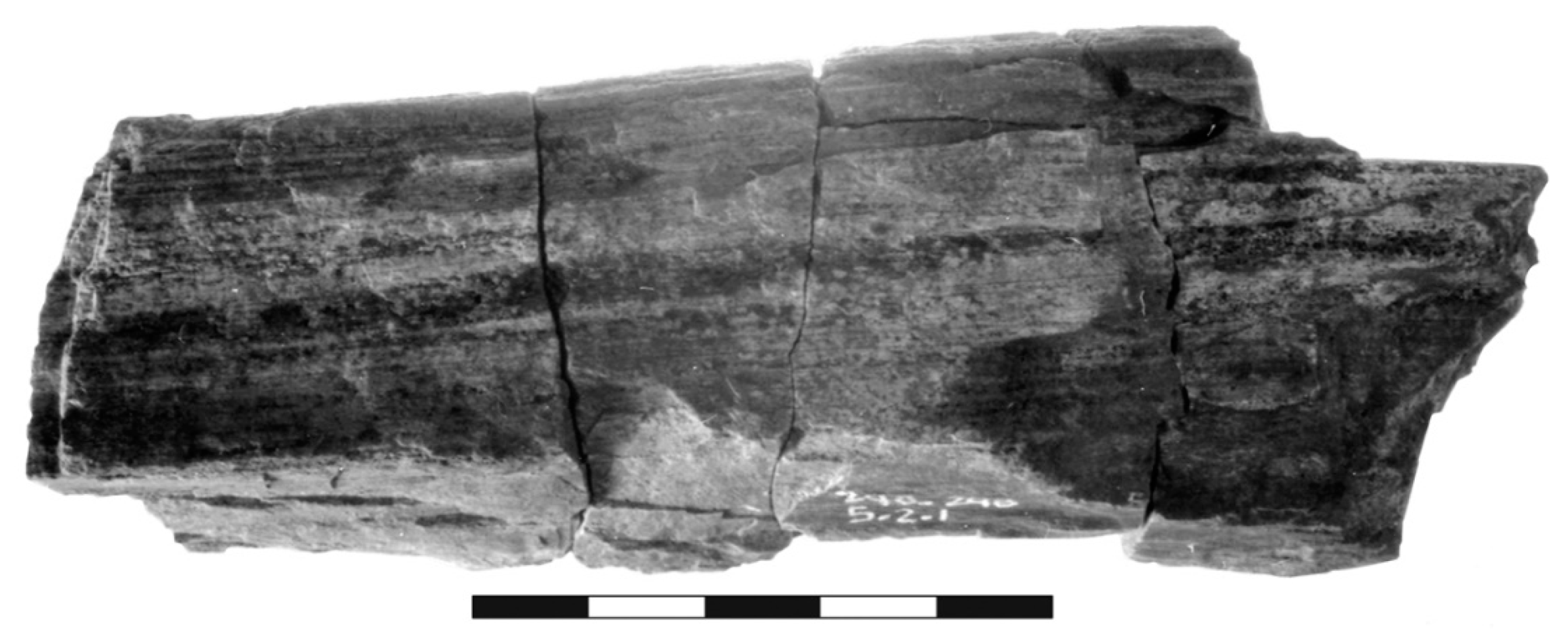 New Discovery of Neogene Fossil Forests in Guatemala