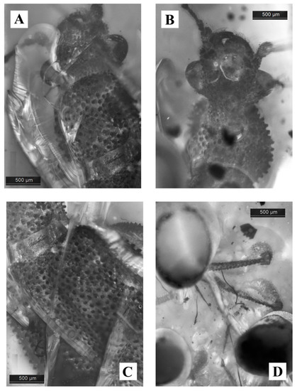 Geosciences | Free Full-Text | Taxonomic Review of Fossil Coleopterous ...