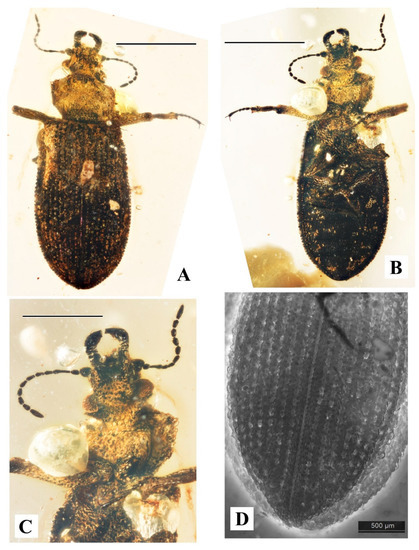 Geosciences | Free Full-Text | Taxonomic Review of Fossil Coleopterous ...