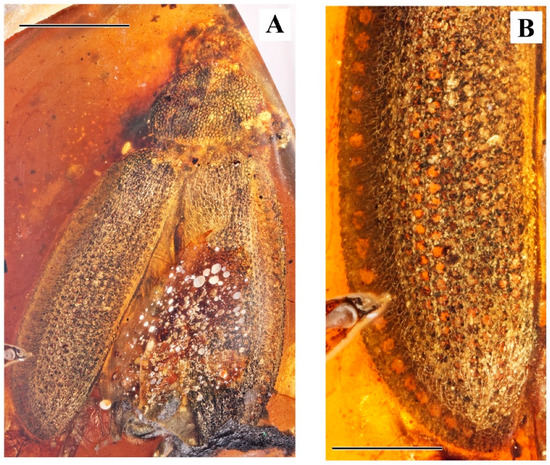 Taxonomic Review of Fossil Coleopterous Families (Insecta, Coleoptera ...