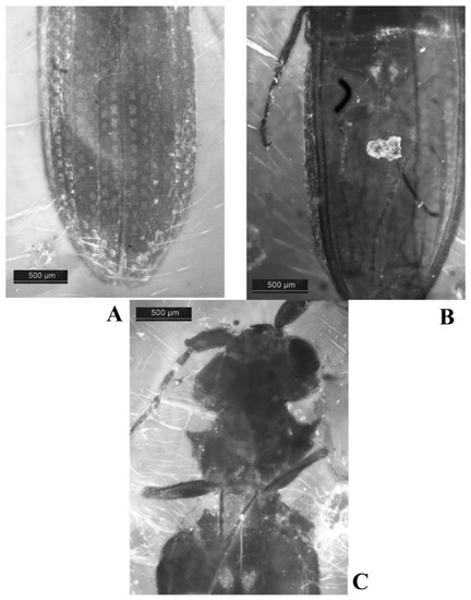 Geosciences | Free Full-Text | Taxonomic Review of Fossil Coleopterous ...