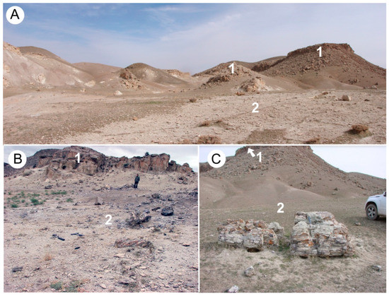 Neogene Tree Trunk Fossils from the Meshgin Shahr Area, Northwest Iran