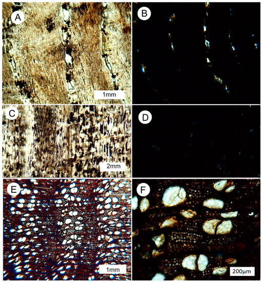 Neogene Tree Trunk Fossils from the Meshgin Shahr Area, Northwest Iran