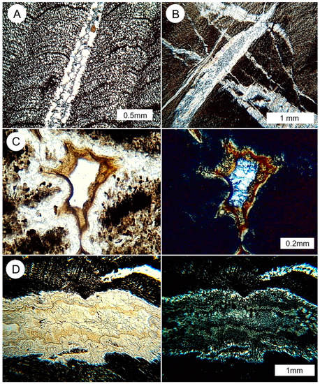 Neogene Tree Trunk Fossils from the Meshgin Shahr Area, Northwest Iran
