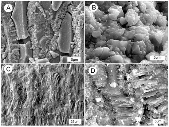 Neogene Tree Trunk Fossils from the Meshgin Shahr Area, Northwest Iran