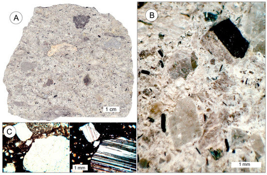 Neogene Tree Trunk Fossils from the Meshgin Shahr Area, Northwest Iran