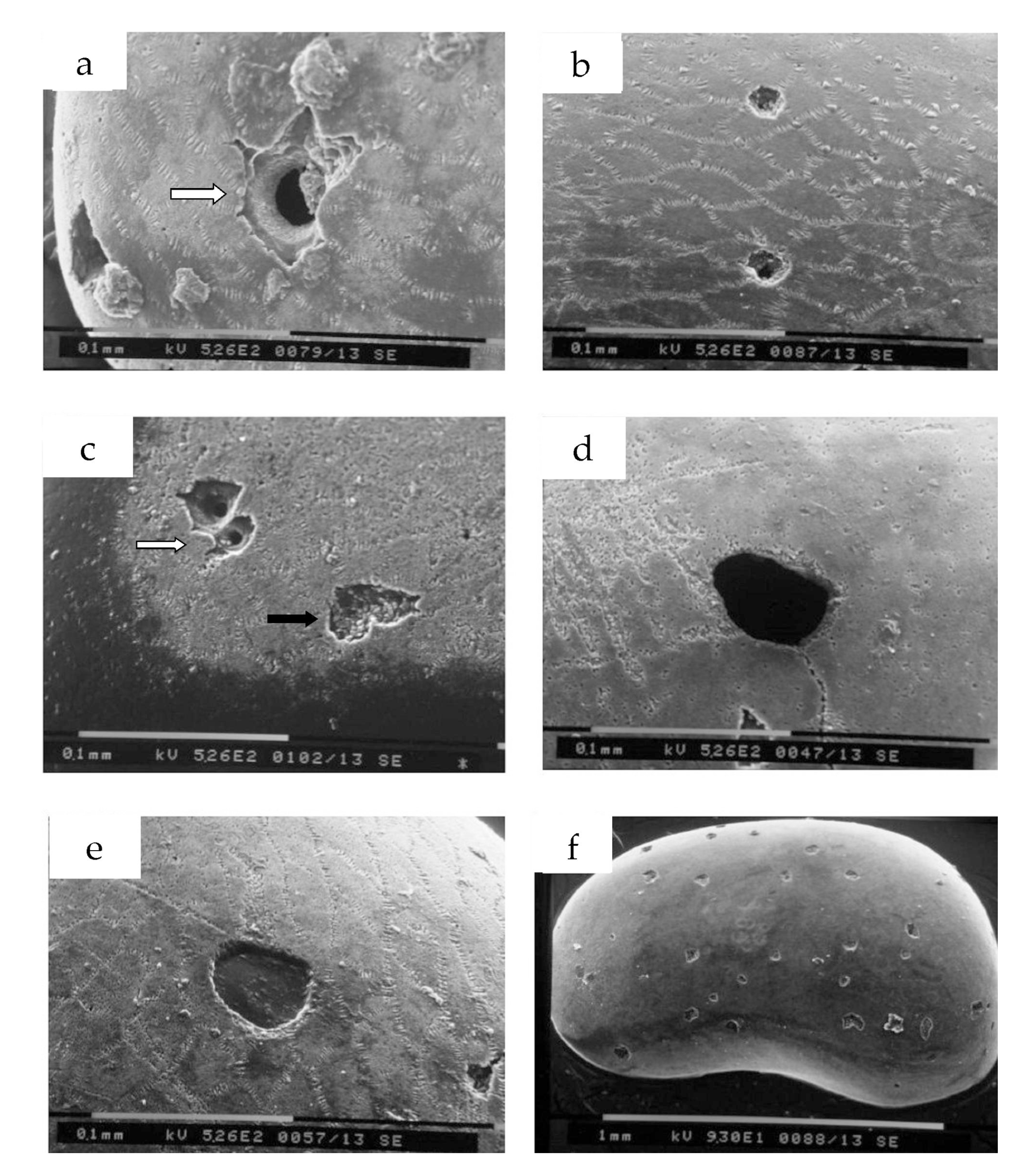Geosciences | Free Full-Text | Evidence of Predation on Early ...