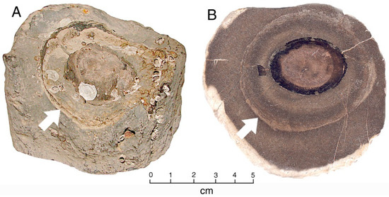 Calcite-Mineralized Fossil Wood from Vancouver Island, British Columbia ...