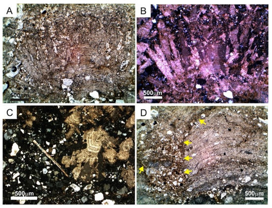 Micromorphological Study of Site Formation Processes at El Sidrón Cave ...