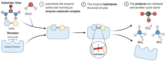 State-of-the-Art Review of Enzyme-Induced Calcite Precipitation (EICP ...