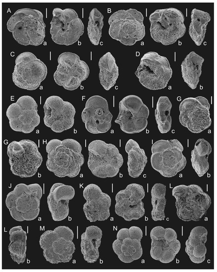 Planktonic Foraminiferal Biostratigraphy of the Upper Cretaceous of the ...