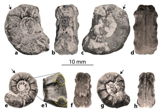 On the Rarity and Peculiarity of the Early Toarcian (Lower Jurassic ...