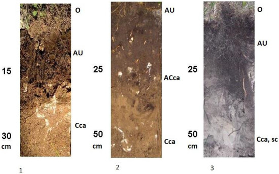 Pedodiversity of Subboreal Ecosystems under Contrasting Geogenic ...