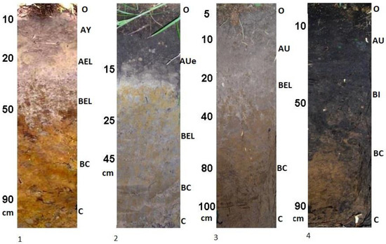Pedodiversity of Subboreal Ecosystems under Contrasting Geogenic ...
