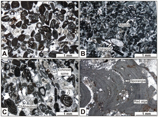 Geosciences | Free Full-Text | Lagoonal Microfacies, Lithostratigraphy ...