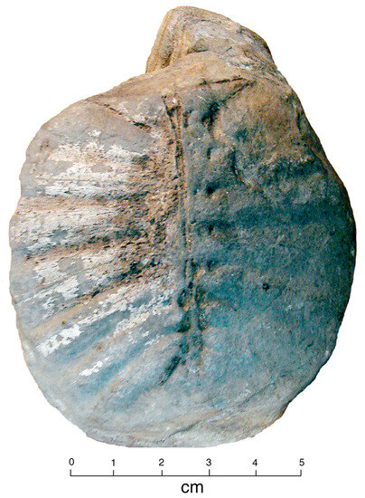 Geosciences | Free Full-Text | The First Discovery of a Fish Fossil ...