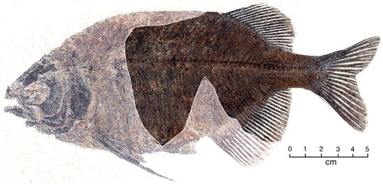 Geosciences | Free Full-Text | The First Discovery of a Fish Fossil ...