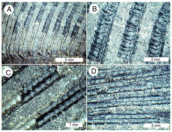 Geosciences | Free Full-Text | The First Discovery of a Fish Fossil ...