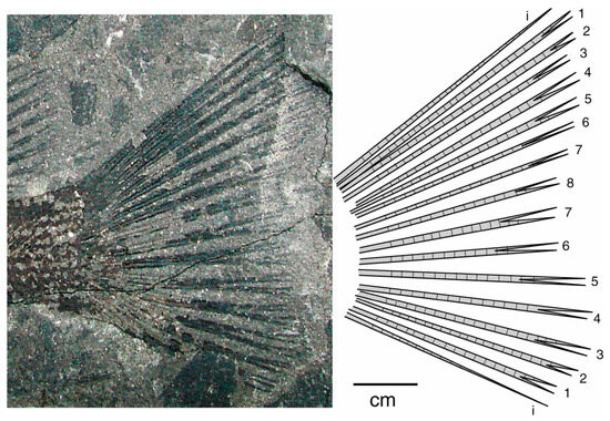 Geosciences | Free Full-Text | The First Discovery of a Fish Fossil ...