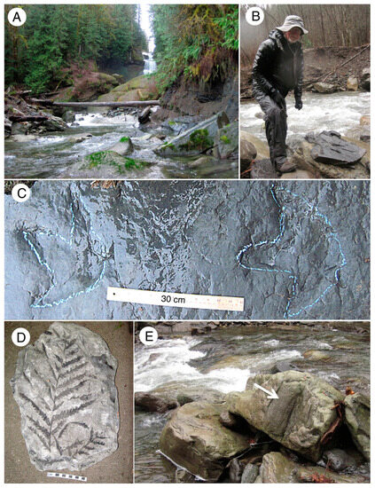 Geosciences | Free Full-Text | The First Discovery of a Fish Fossil ...