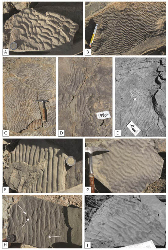 A Middle Permian Oasis for Vertebrate and Invertebrate Life in a High ...