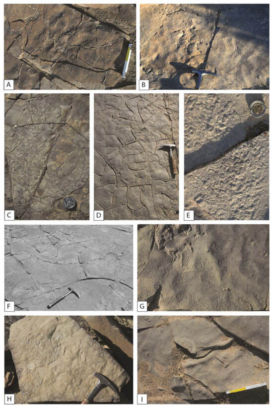 A Middle Permian Oasis for Vertebrate and Invertebrate Life in a High ...
