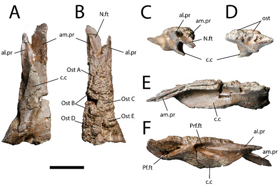 New Lizard Specimens from the Campanian Wapiti Formation of Alberta, Canada