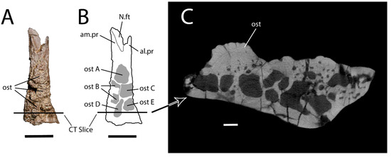 New Lizard Specimens from the Campanian Wapiti Formation of Alberta, Canada