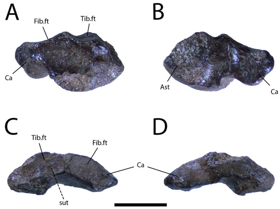 New Lizard Specimens from the Campanian Wapiti Formation of Alberta, Canada