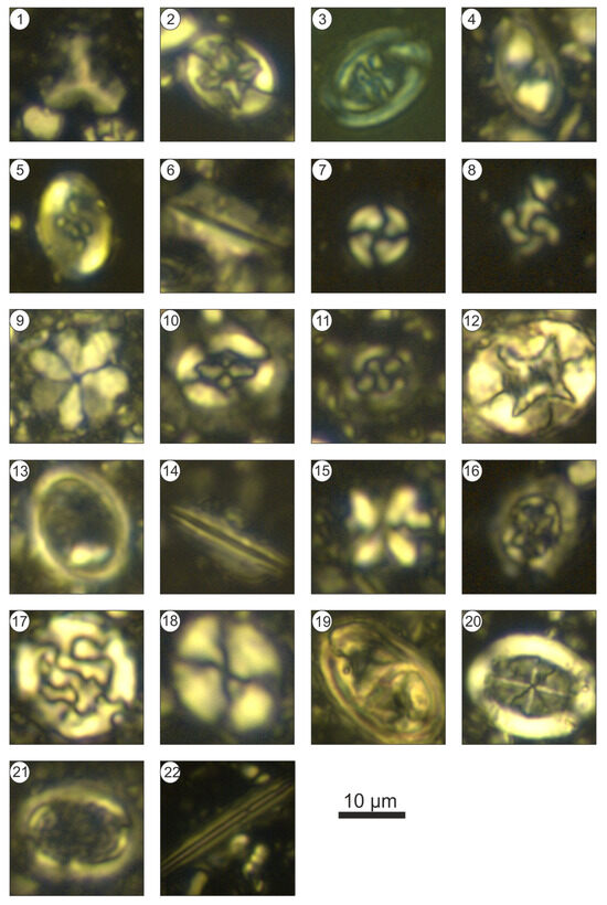 Calcareous Nannofossils Biostratigraphy of Late Cretaceous–Paleocene ...