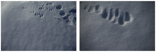 Exploring Imaging Methods for In Situ Measurements of the Visual ...