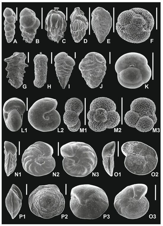 Geosciences | Free Full-Text | Foraminiferal and Palynological Records ...