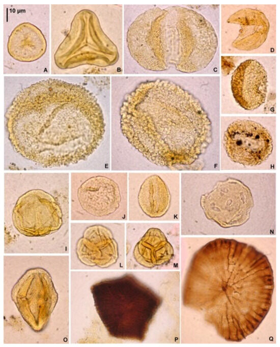 Foraminiferal and Palynological Records of an Abrupt Environmental ...