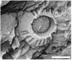 Miocene Petit-Spot Basanitic Volcanoes on Cretaceous Alba Guyot ...