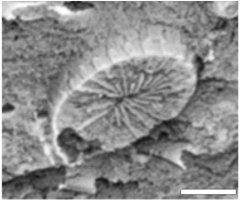 Miocene Petit-Spot Basanitic Volcanoes on Cretaceous Alba Guyot ...