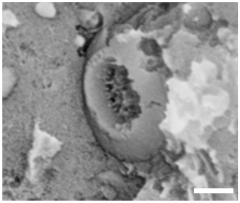 Miocene Petit-Spot Basanitic Volcanoes on Cretaceous Alba Guyot ...