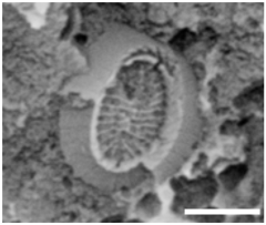 Miocene Petit-Spot Basanitic Volcanoes on Cretaceous Alba Guyot ...