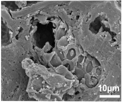 Miocene Petit-Spot Basanitic Volcanoes on Cretaceous Alba Guyot ...