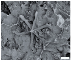 Miocene Petit-Spot Basanitic Volcanoes on Cretaceous Alba Guyot ...