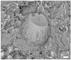 Miocene Petit-Spot Basanitic Volcanoes on Cretaceous Alba Guyot ...