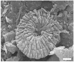 Miocene Petit-Spot Basanitic Volcanoes on Cretaceous Alba Guyot ...