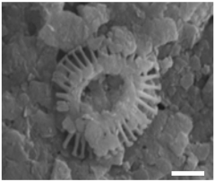 Miocene Petit-Spot Basanitic Volcanoes on Cretaceous Alba Guyot ...