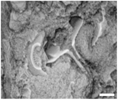 Miocene Petit-Spot Basanitic Volcanoes on Cretaceous Alba Guyot ...