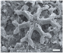 Miocene Petit-Spot Basanitic Volcanoes on Cretaceous Alba Guyot ...