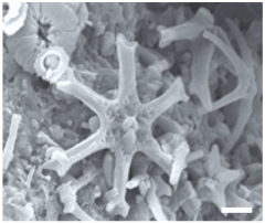 Miocene Petit-Spot Basanitic Volcanoes on Cretaceous Alba Guyot ...