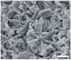 Miocene Petit-Spot Basanitic Volcanoes on Cretaceous Alba Guyot ...
