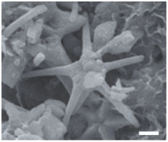 Miocene Petit-Spot Basanitic Volcanoes on Cretaceous Alba Guyot ...
