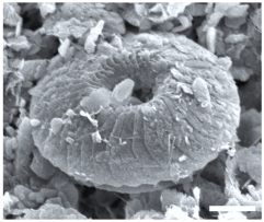 Miocene Petit-Spot Basanitic Volcanoes on Cretaceous Alba Guyot ...
